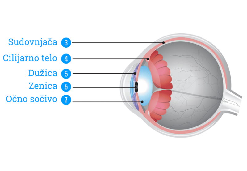 Anatomija oka | Uvod u sve delove oka