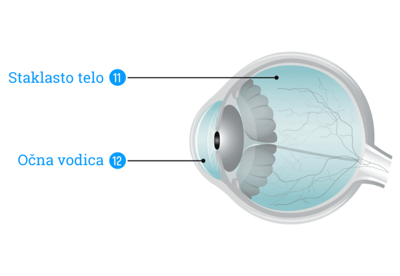 Anatomija oka | Uvod u sve delove oka